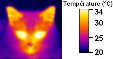 La température d'un chat - Astuces Pratiques
